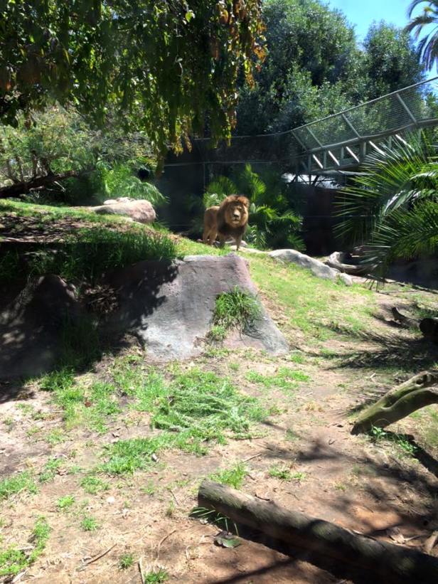 Perth Zoo – Your Travel Handbook
