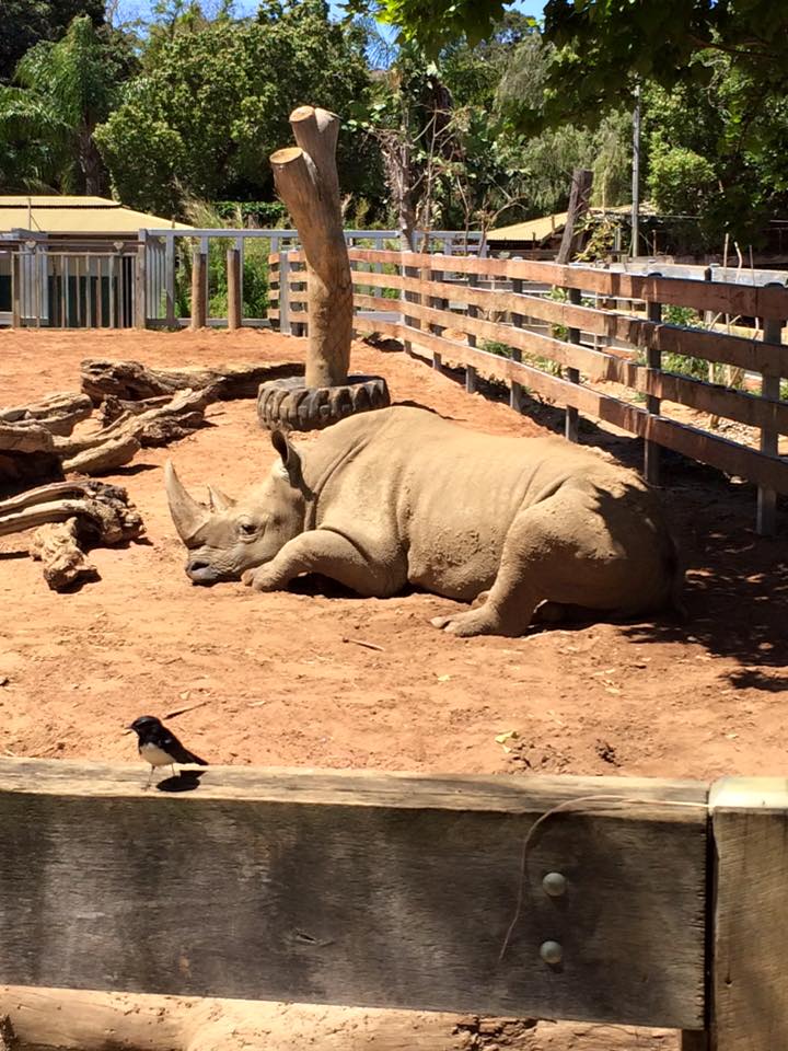 Perth Zoo – Your Travel Handbook