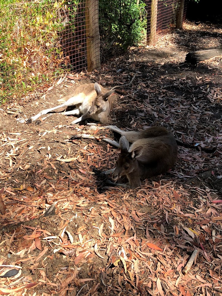 Perth Zoo – Your Travel Handbook