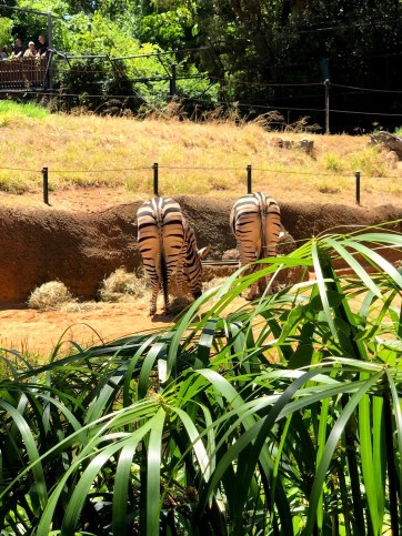 Perth Zoo – Your Travel Handbook