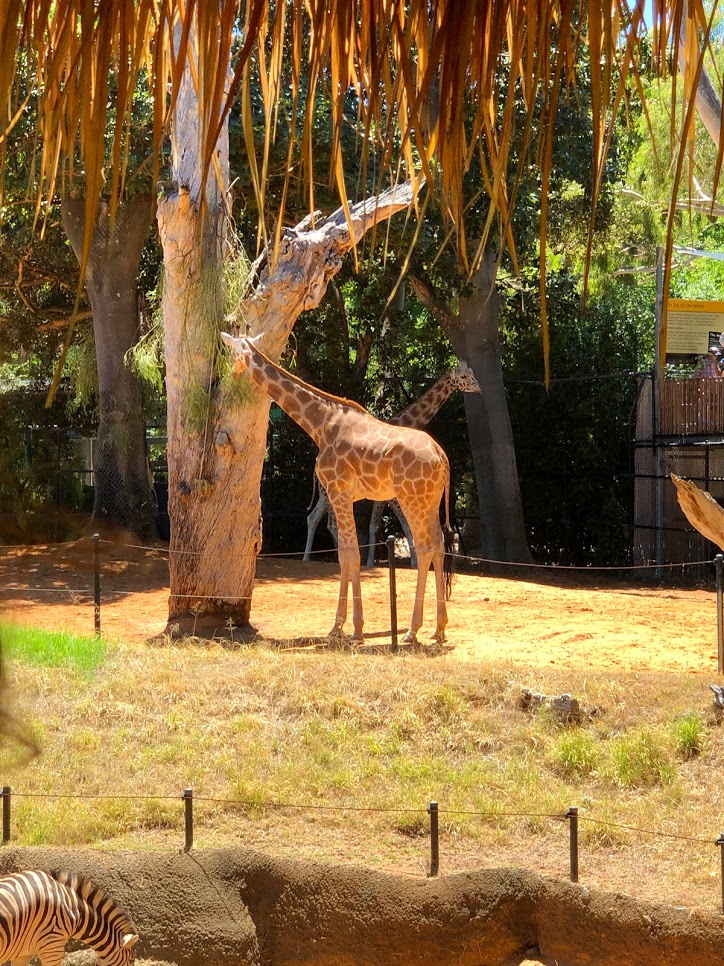 Perth Zoo – Your Travel Handbook