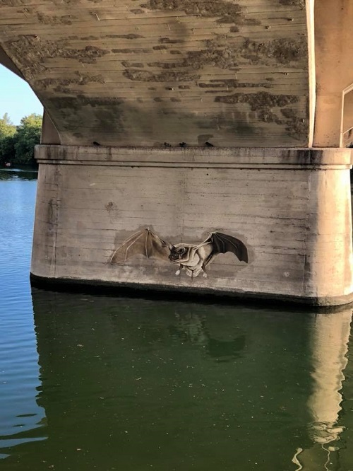 Austin’s South Congress Bridge Bats – Your Travel Handbook